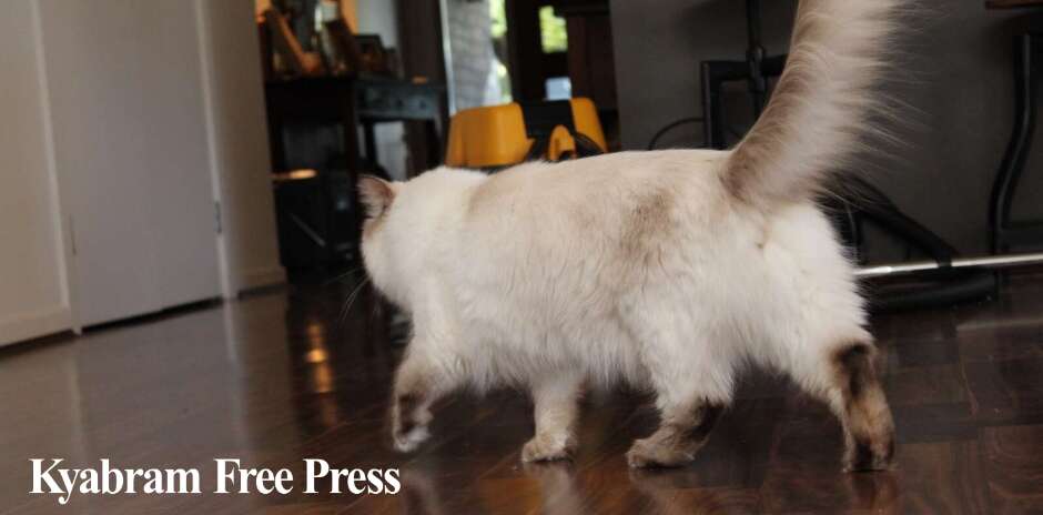 Cat curfew on the cards in Campaspe | Seymour Telegraph