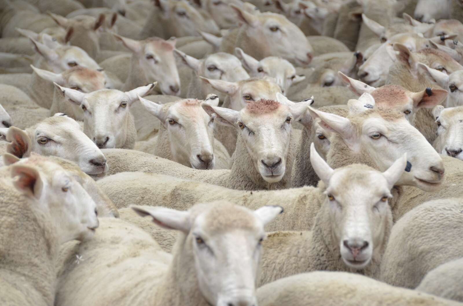 Ewe-niquely all about genetics | Country News