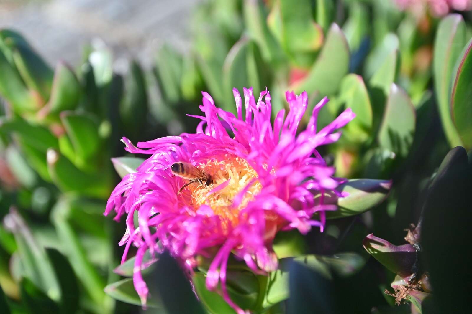 Saturday weather | Shepparton forecast | Shepparton News