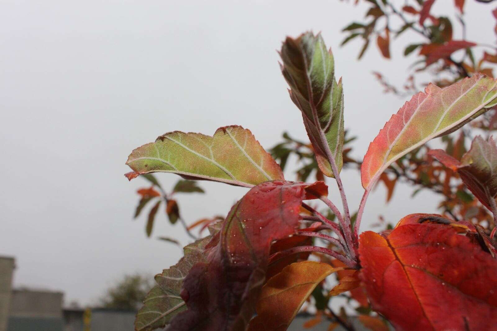 News blog, April 28: Candidates clash ahead of second forum, Rawhide up ...