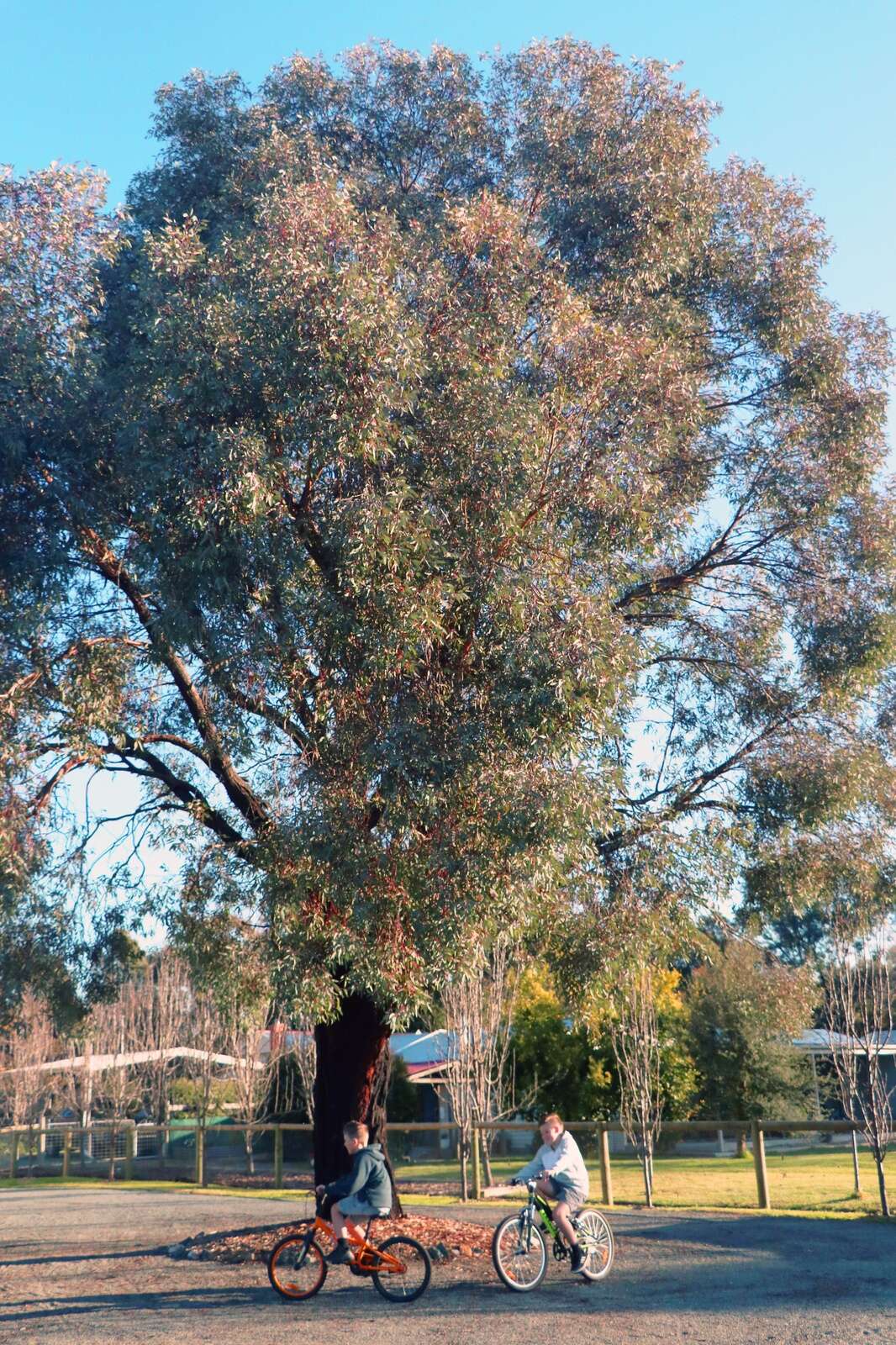 A good prune never hurts | Country News