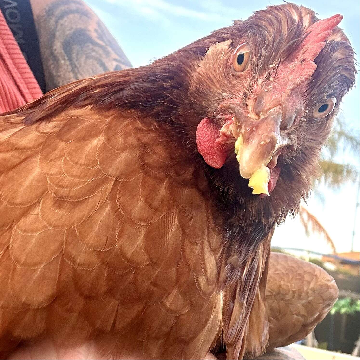 Golden moment as eggs come off fluffy factory line | Seymour Telegraph