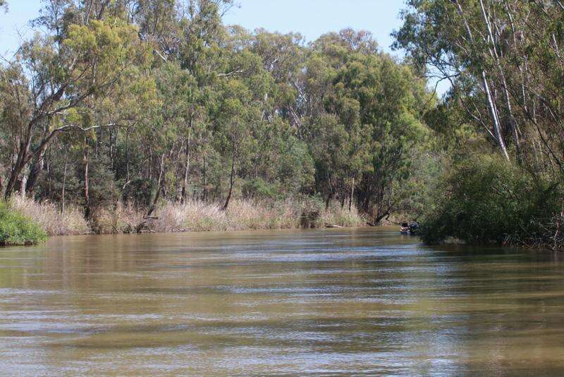 Is the Murray River choking at Barmah? | Country News