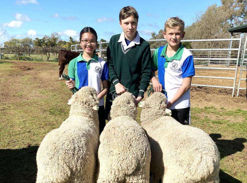 Finley finish fifth in merino wether competition | Southern Riverina News