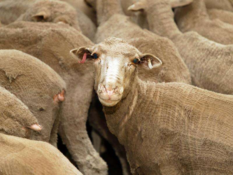 Timeline for live sheep export phase-out to be released | Cobram Courier