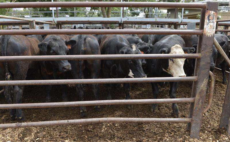 Softening cattle prices reflect ag commodity volatility | Shepparton News