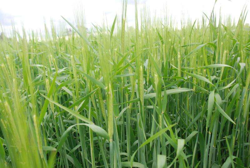 Next step in WTO process to challenge barley tariffs | Country News