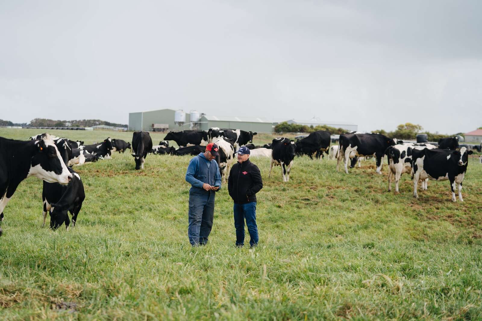 Tagged for cow health success | Dairy News Australia