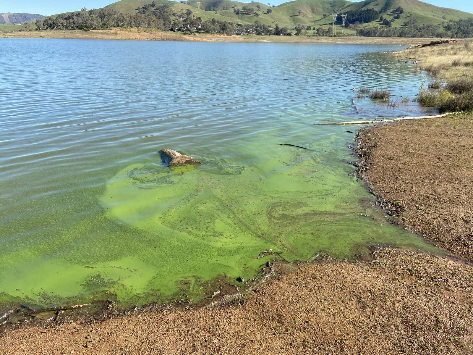 Be mindful of blue-green algae this summer | Country News