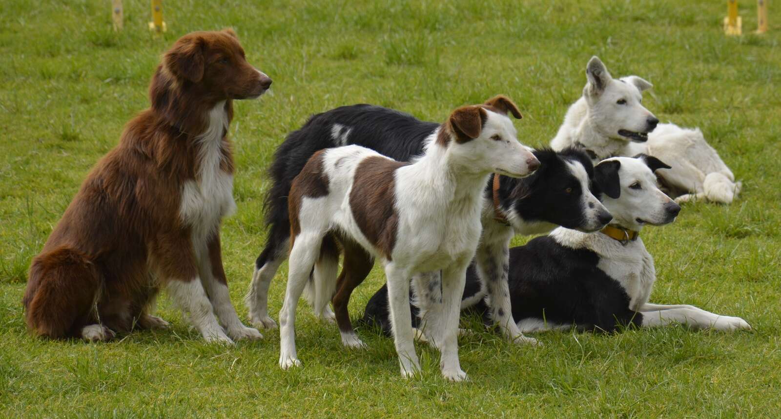 Dogs strut their stuff at Shepparton Show | Seymour Telegraph