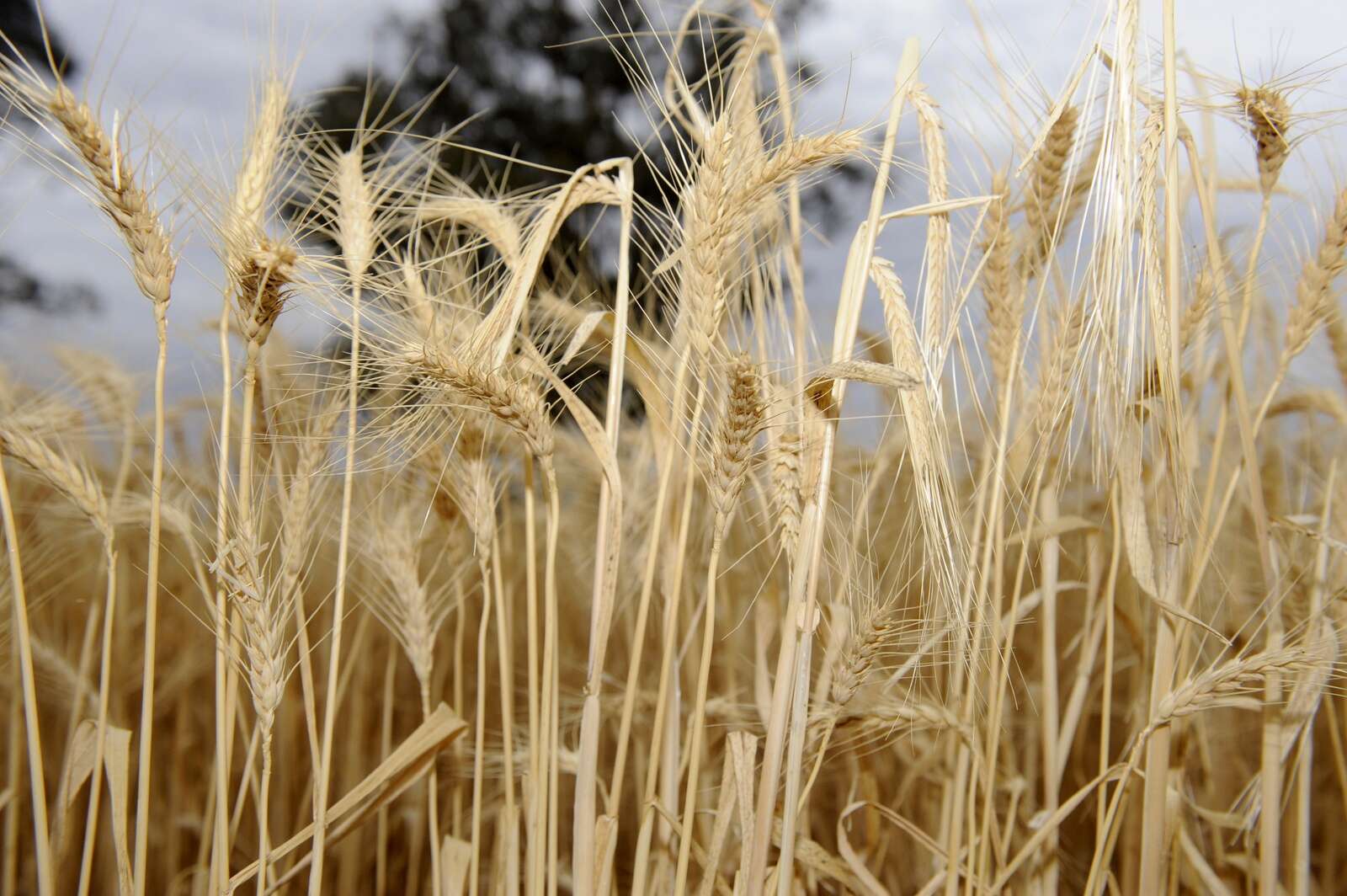 Appetite for destruction | Country News