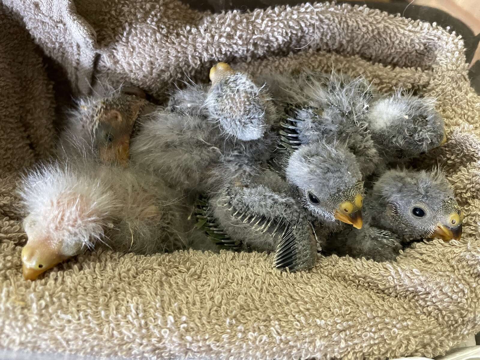 Animals displaced from solar farm project | Shepparton News