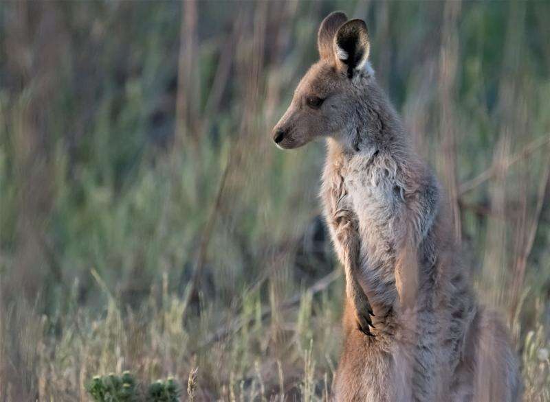 More kangaroos to be hunted after population hits 2 million ...