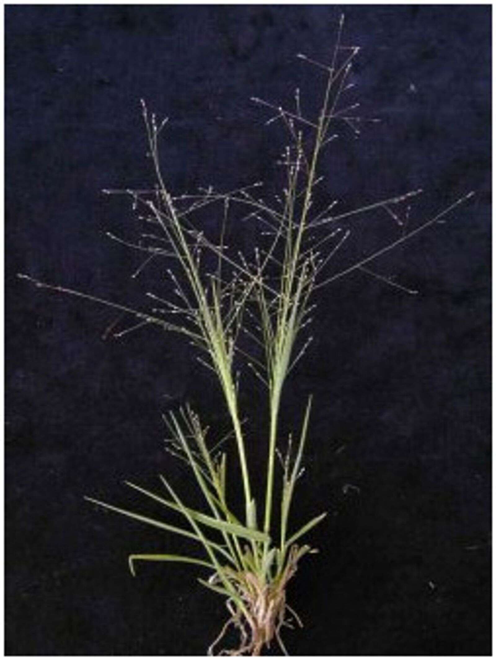 Stay calm and control panic grass | Country News