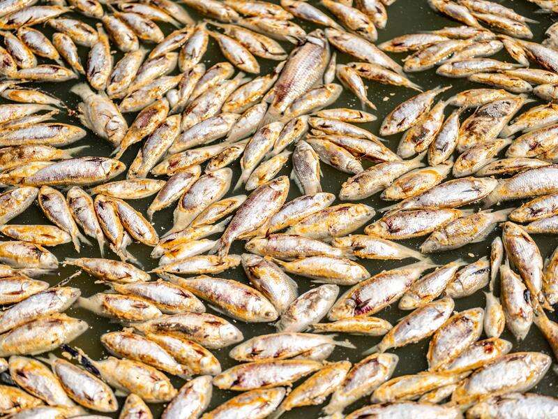 Action urged after report into 20 million fish deaths | Cobram Courier