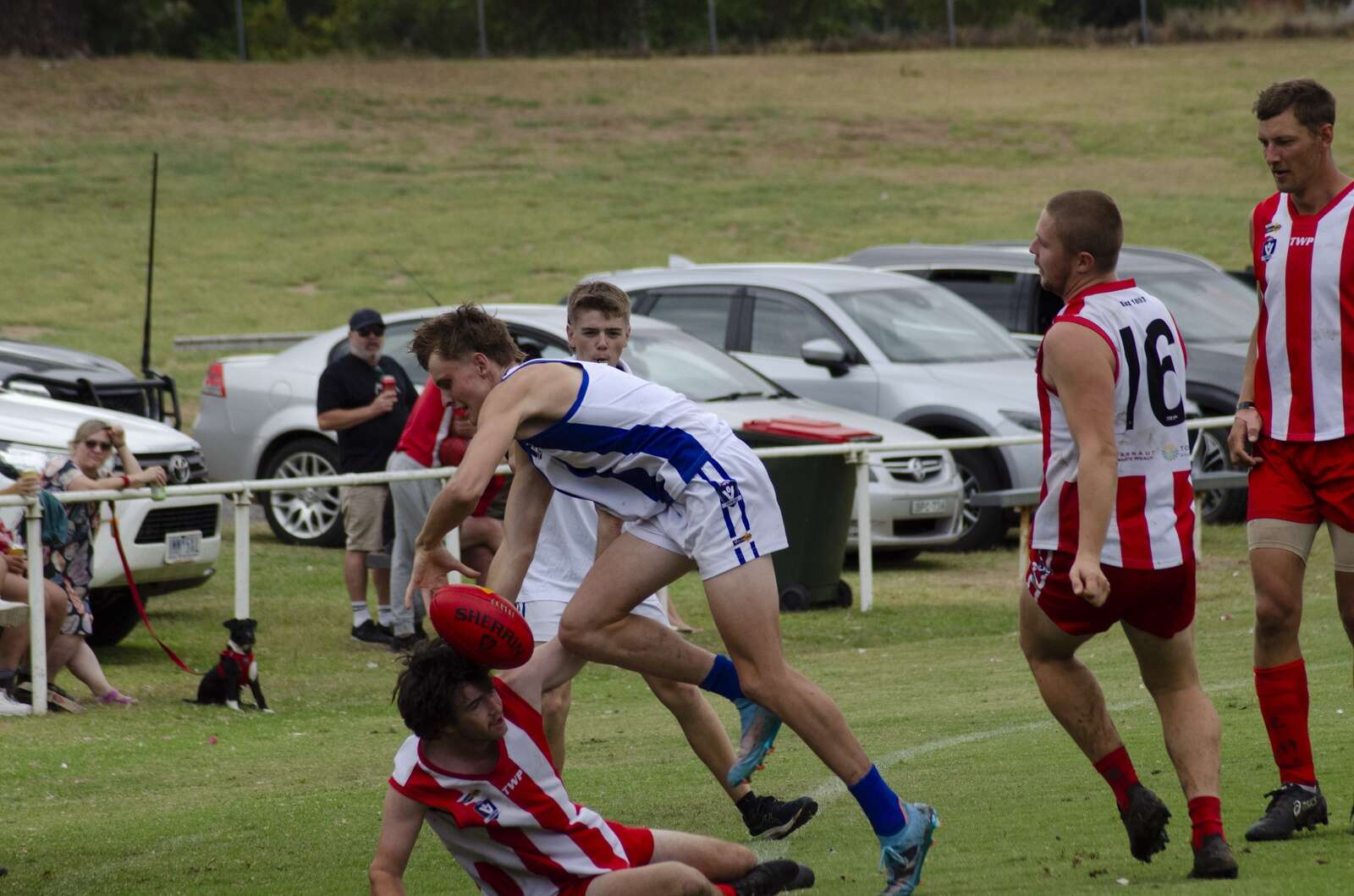 Rovers start new season in style | Dairy News Australia