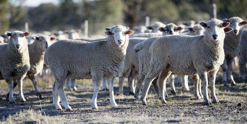 Progress on sheep traceability | Country News