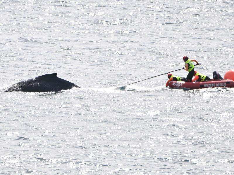 Distressed whale 'swimming freely' after harbour rescue | Country News