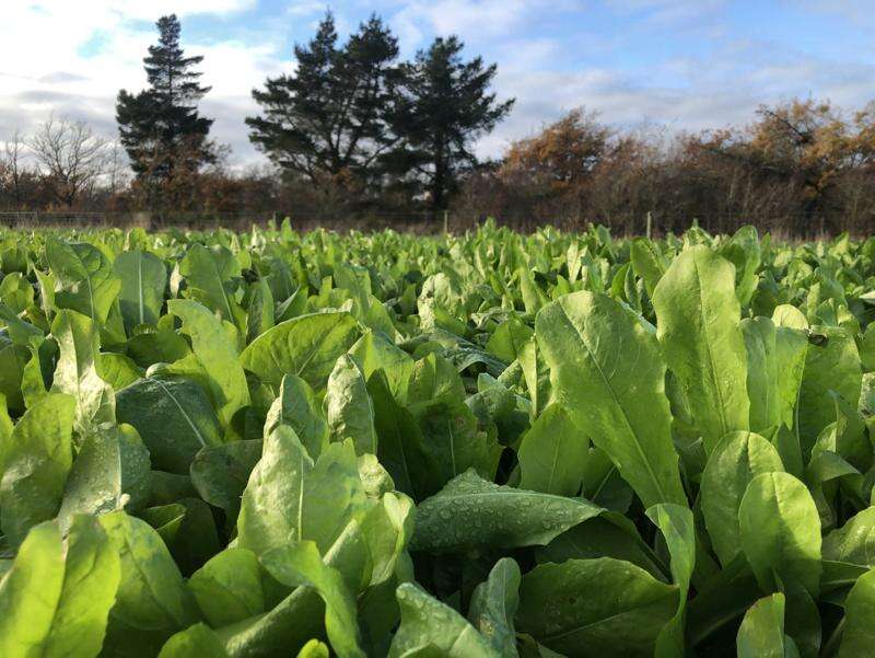 Cropmark Seeds provide options for your spring cropping needs | Dairy ...