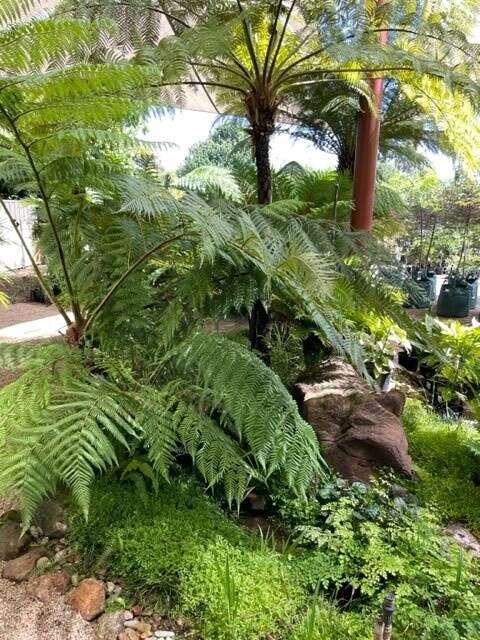 The best ferns are un-fern-gettable! | Shepparton News
