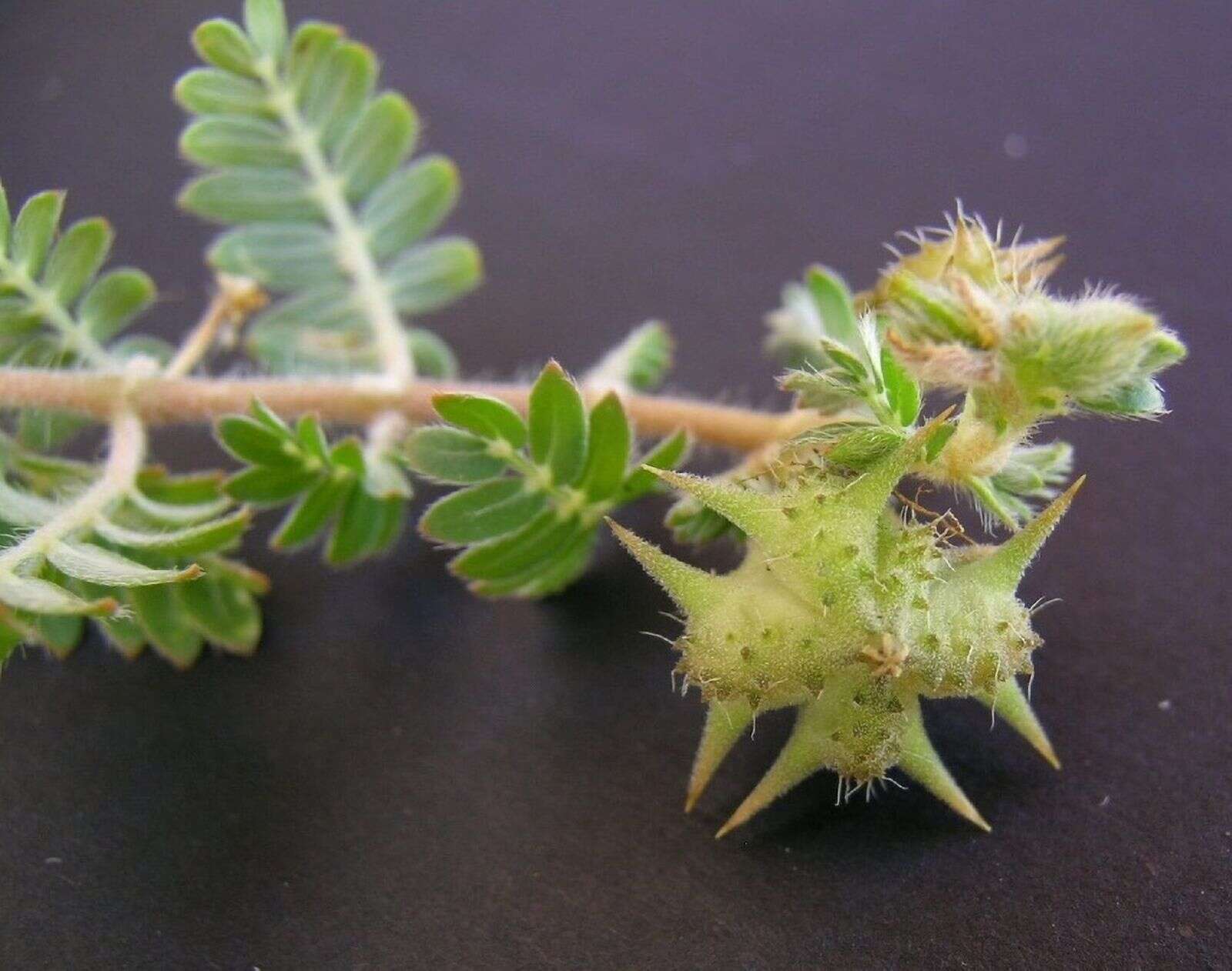 Bindii alert for City of Greater Shepparton | Shepparton News