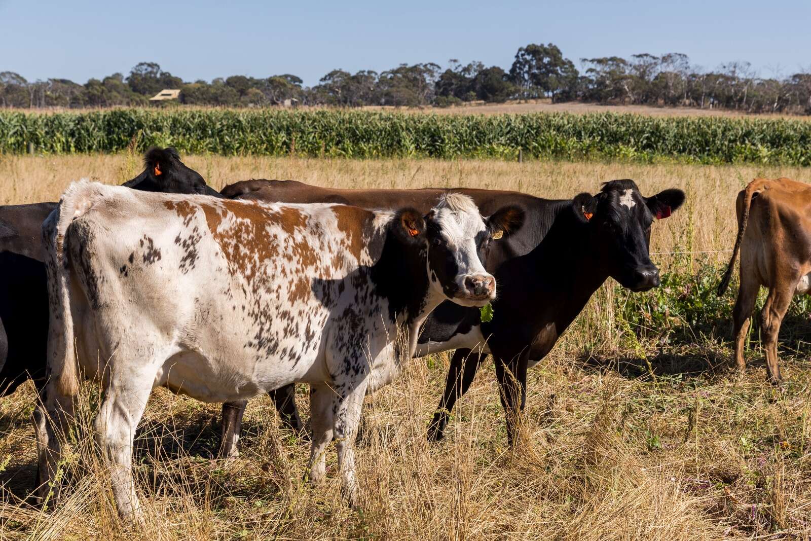 Give pasture a better future | Dairy News Australia