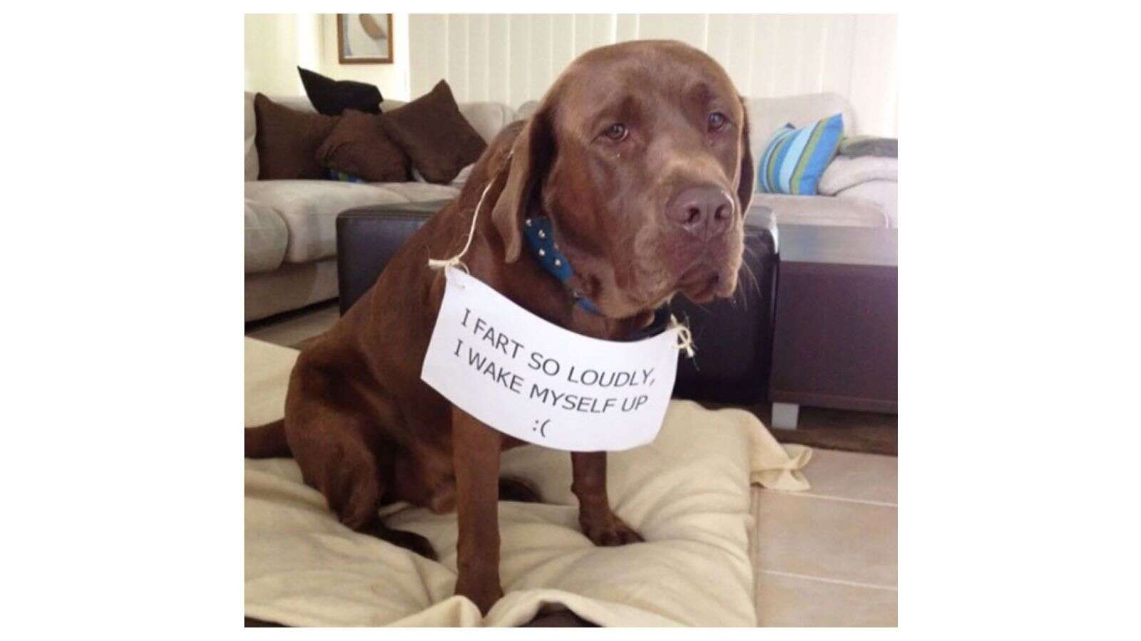 More cyber-bullying: the shameful fad of dog-shaming | Country News