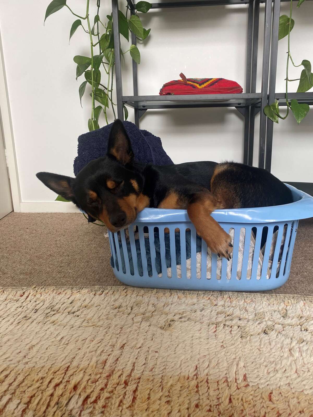 Tips from Frank Finger ahead of the Seymour Sheep Dog Trials | Seymour ...