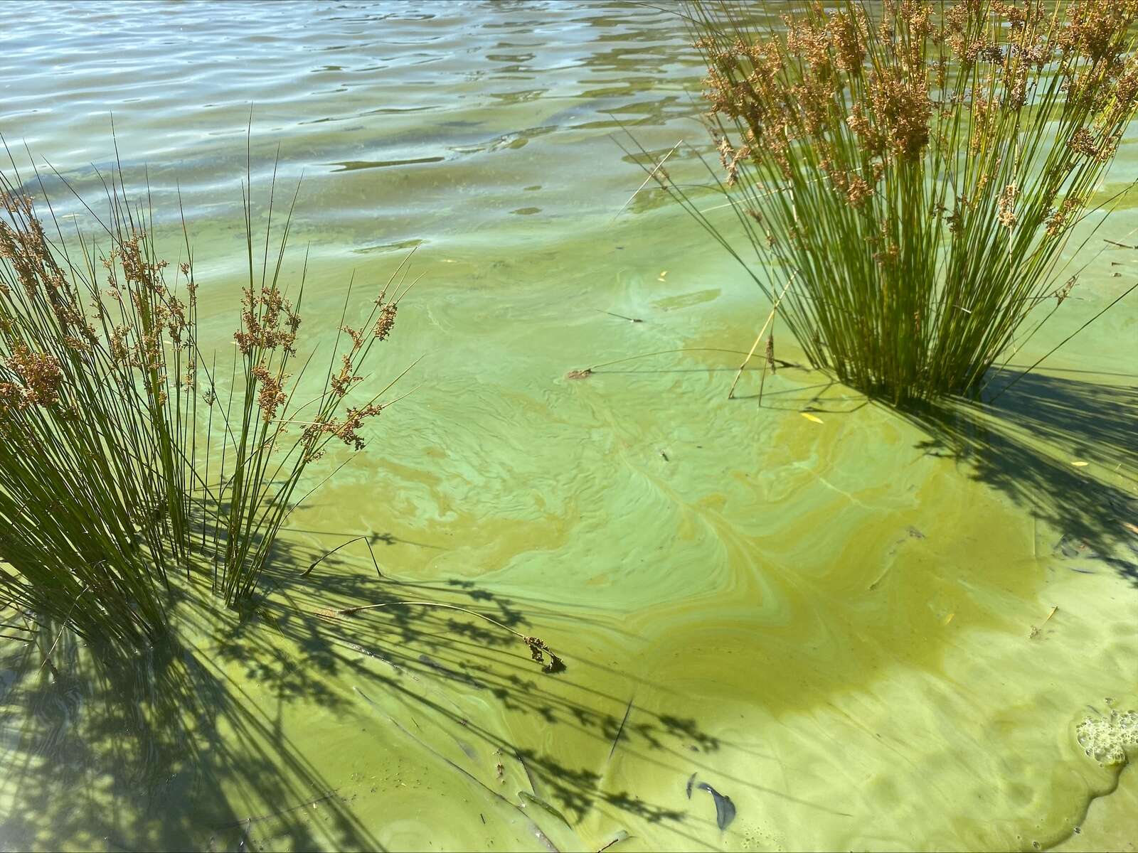 Algae outbreak at Kialla | Shepparton News