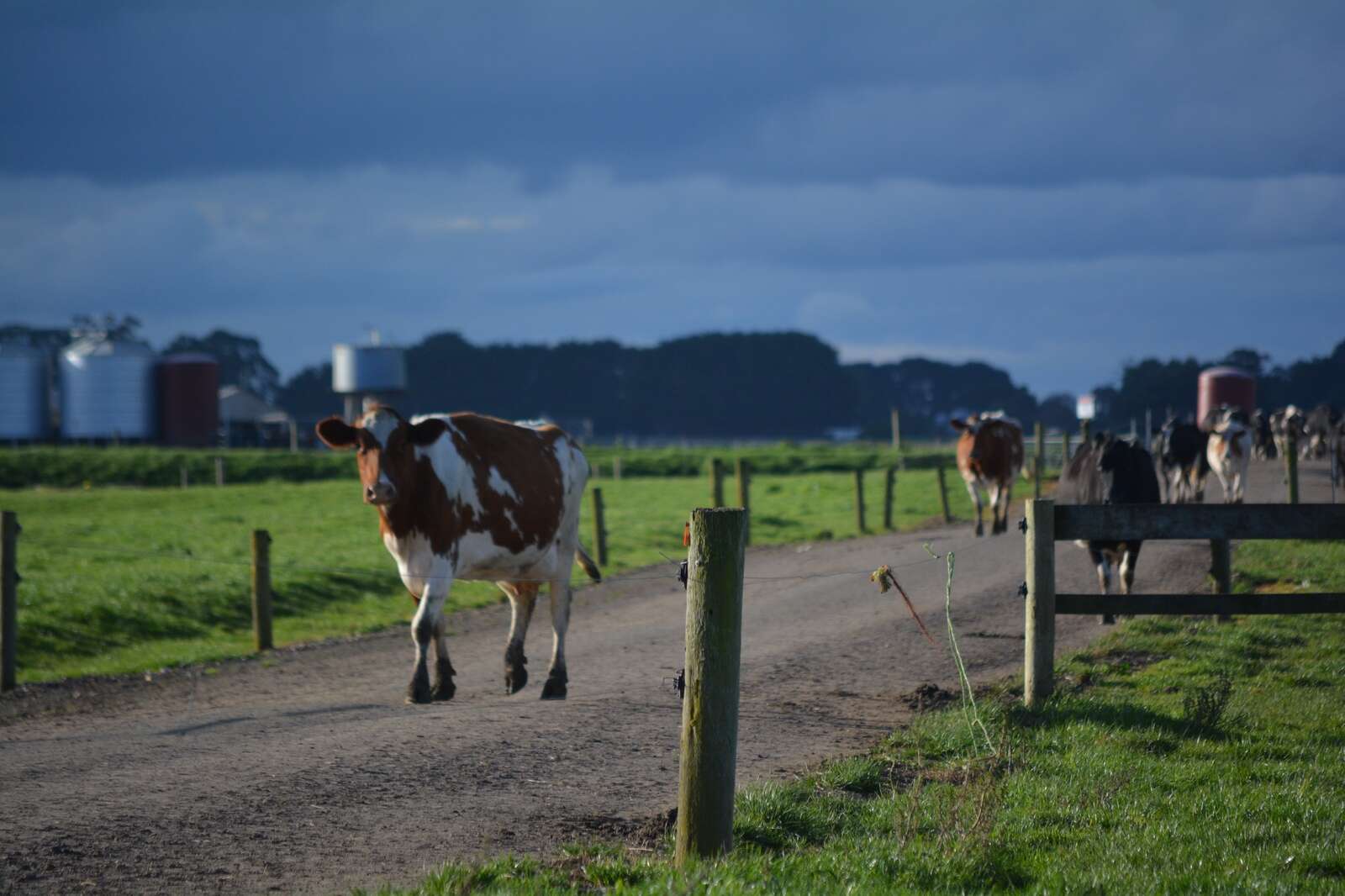 On the road again | Dairy News Australia