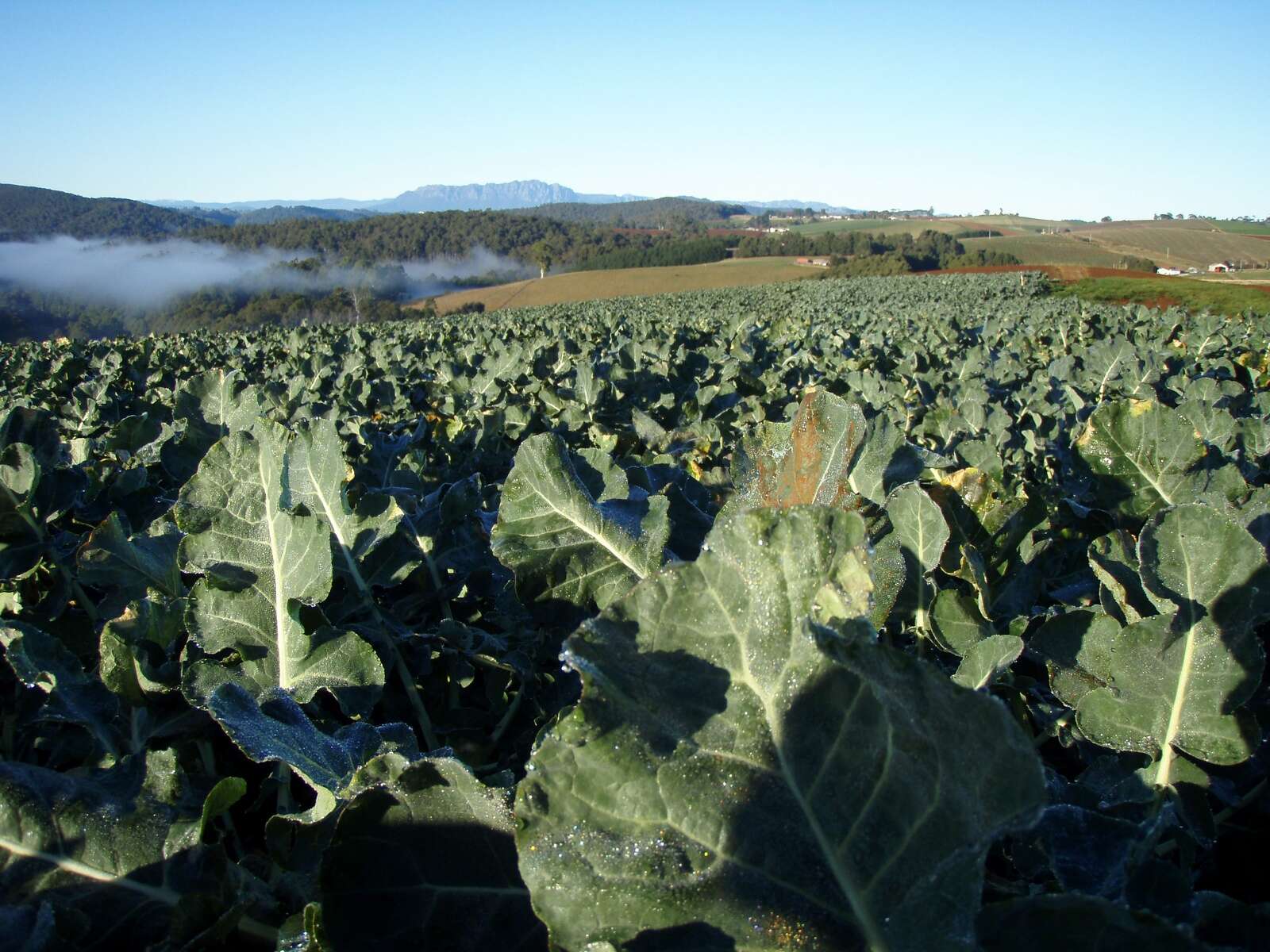 Designer crops on the way | Dairy News Australia