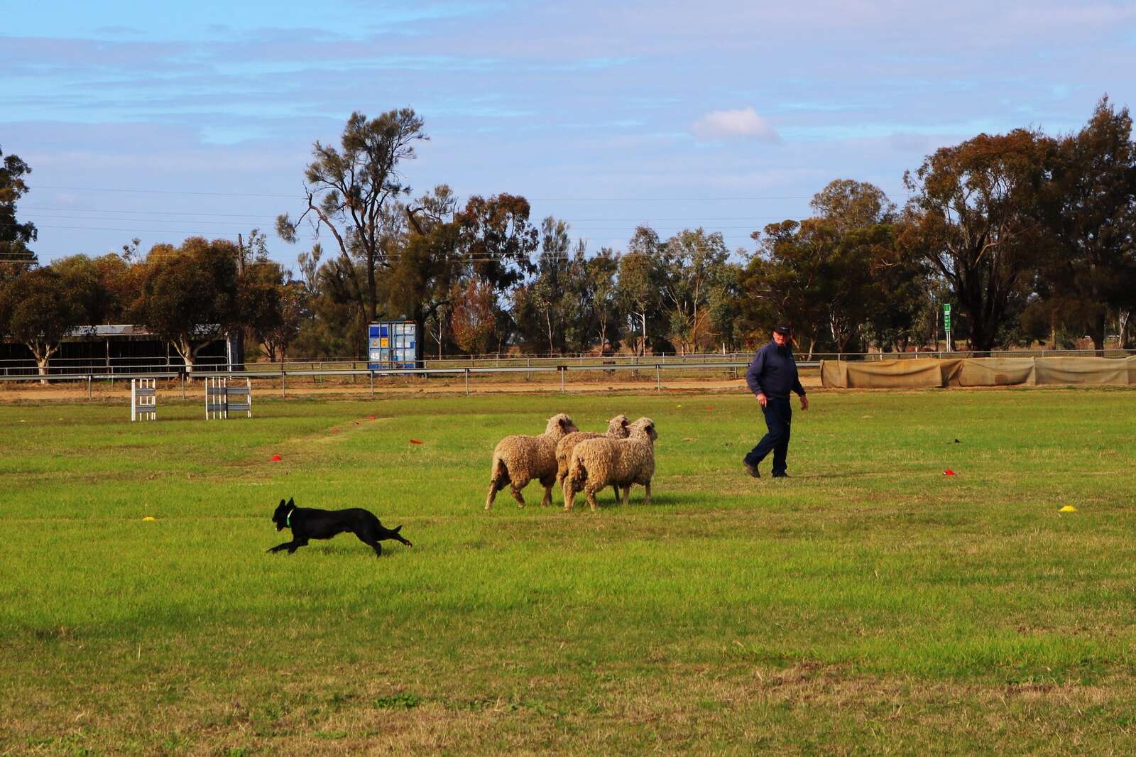 Bredbo’s Boco crowned champion dog | Dairy News Australia