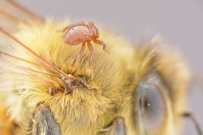 Varroa mite chemical resistance | Riverine Herald