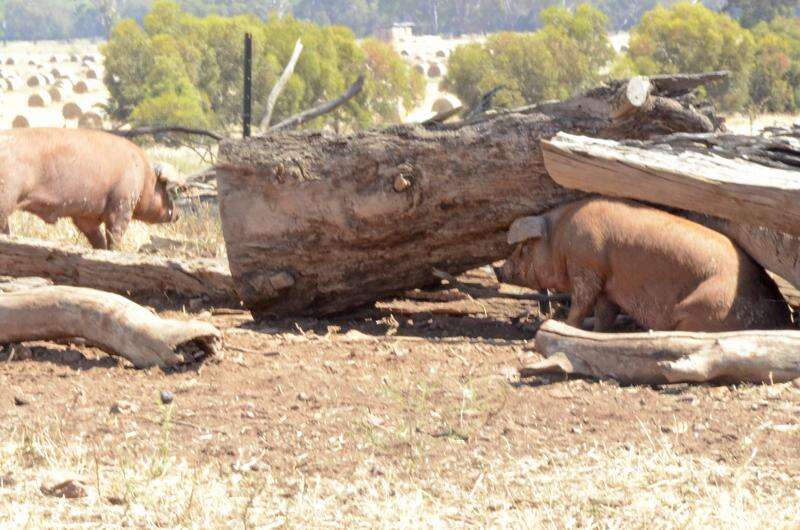 Help at hand for pig owners | Country News