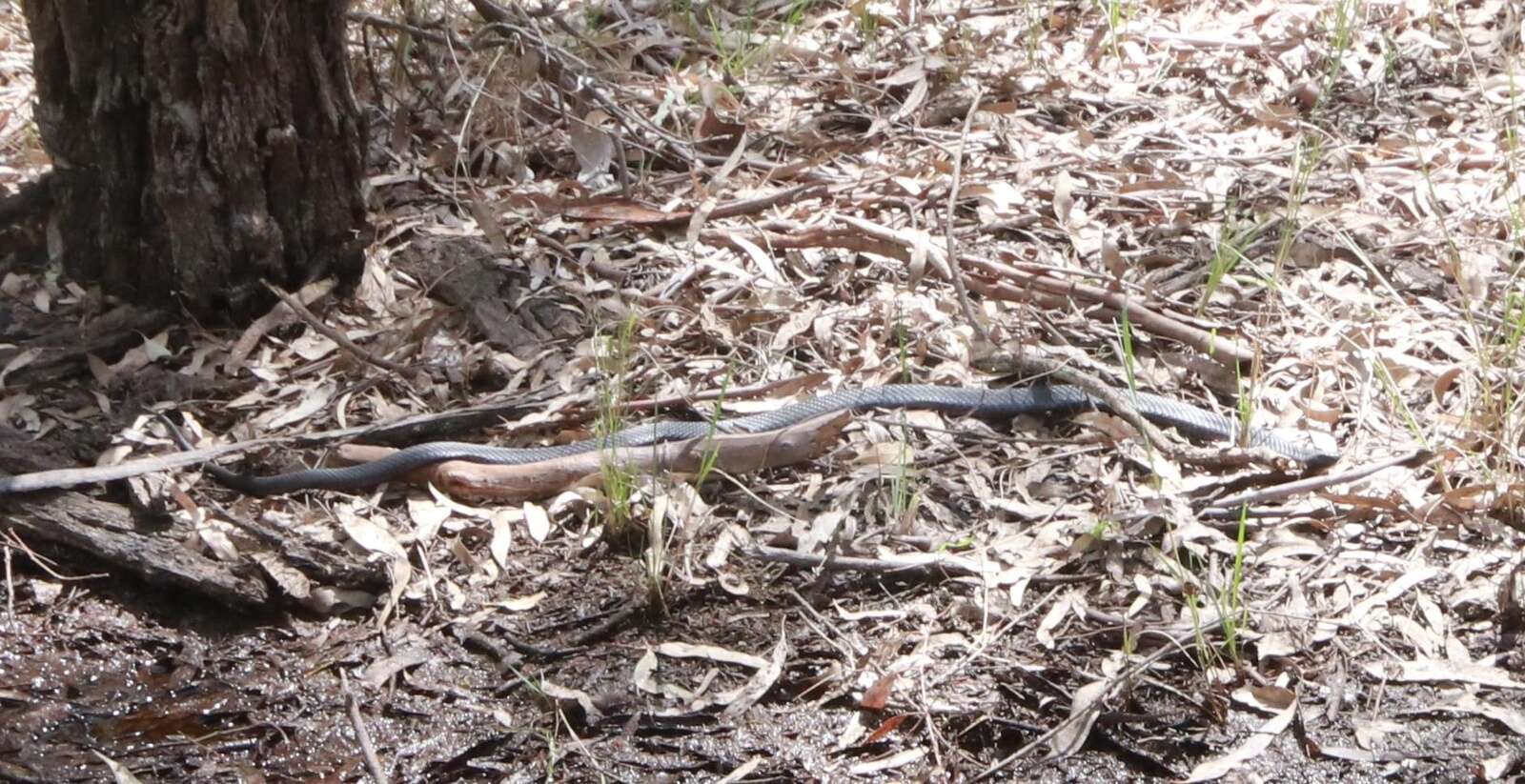 A close contact with a Barmah native | Shepparton News