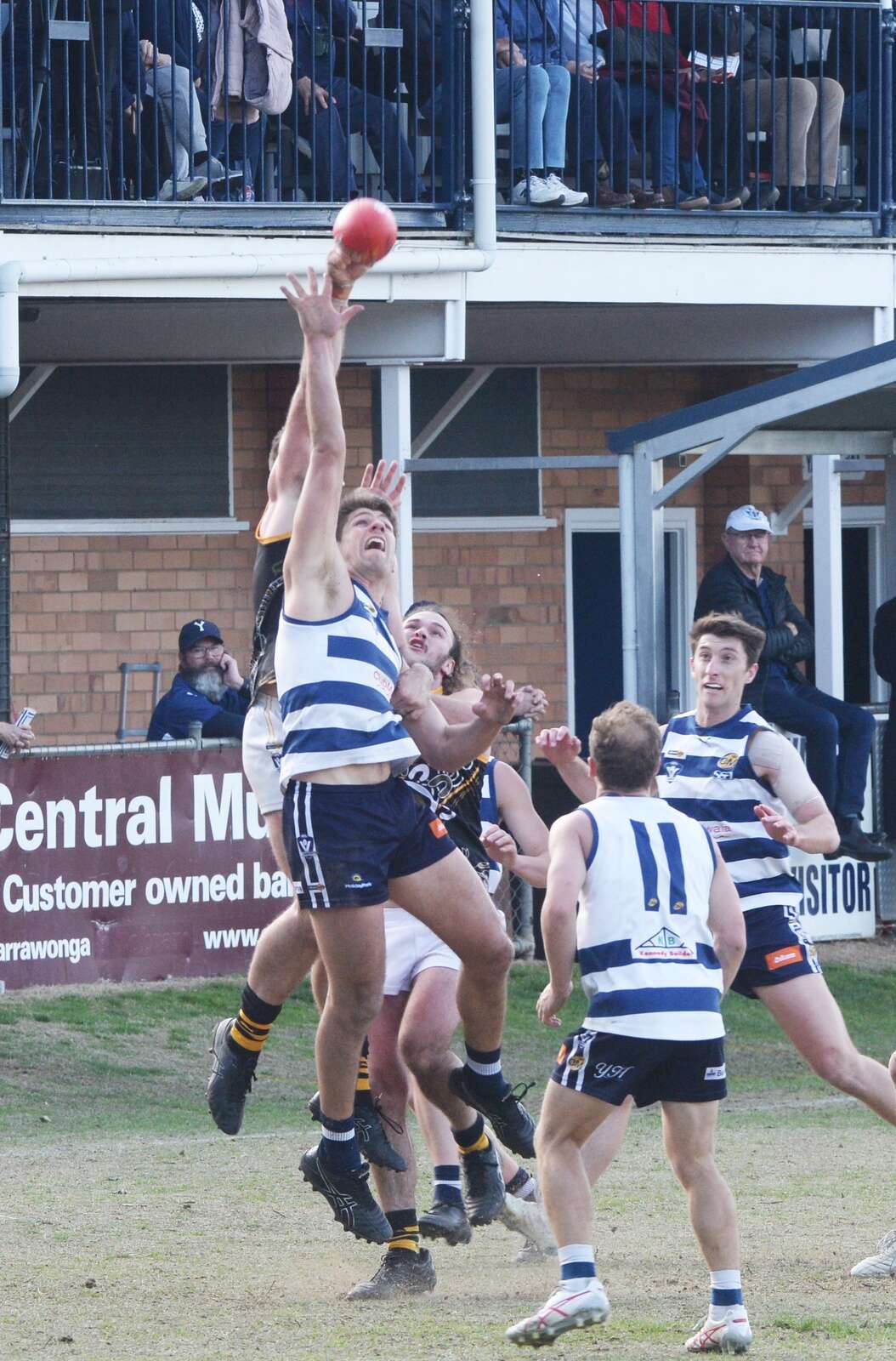 Pigeons inflict pain on Tigers | Shepparton News