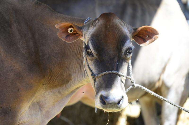 Off and racing at dairy cattle sale | Country News