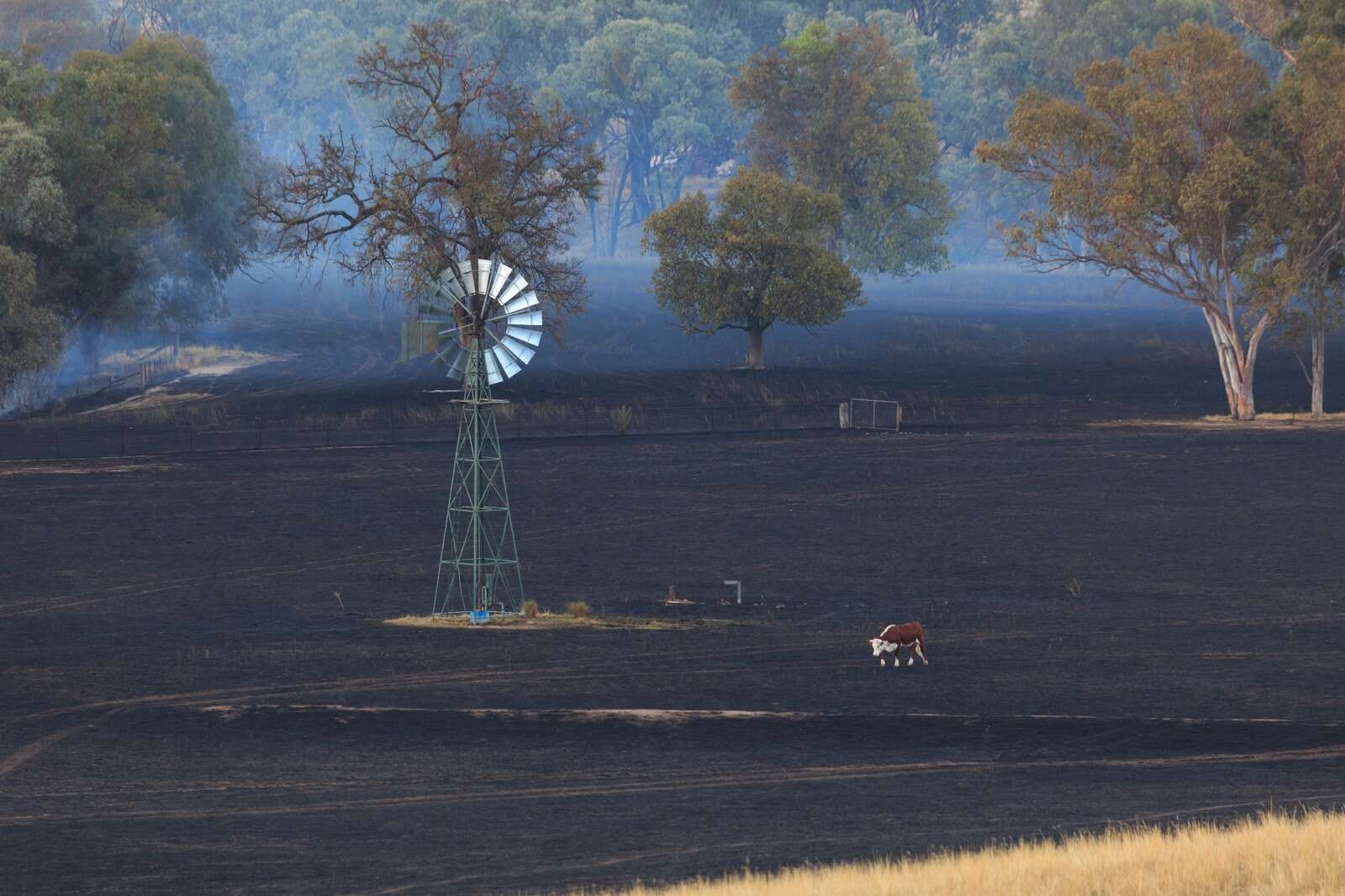 Bushfire guide for livestock producers | Country News