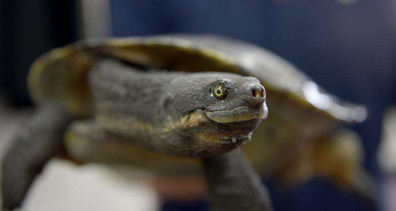 Tatura talks turtles | Dairy News Australia