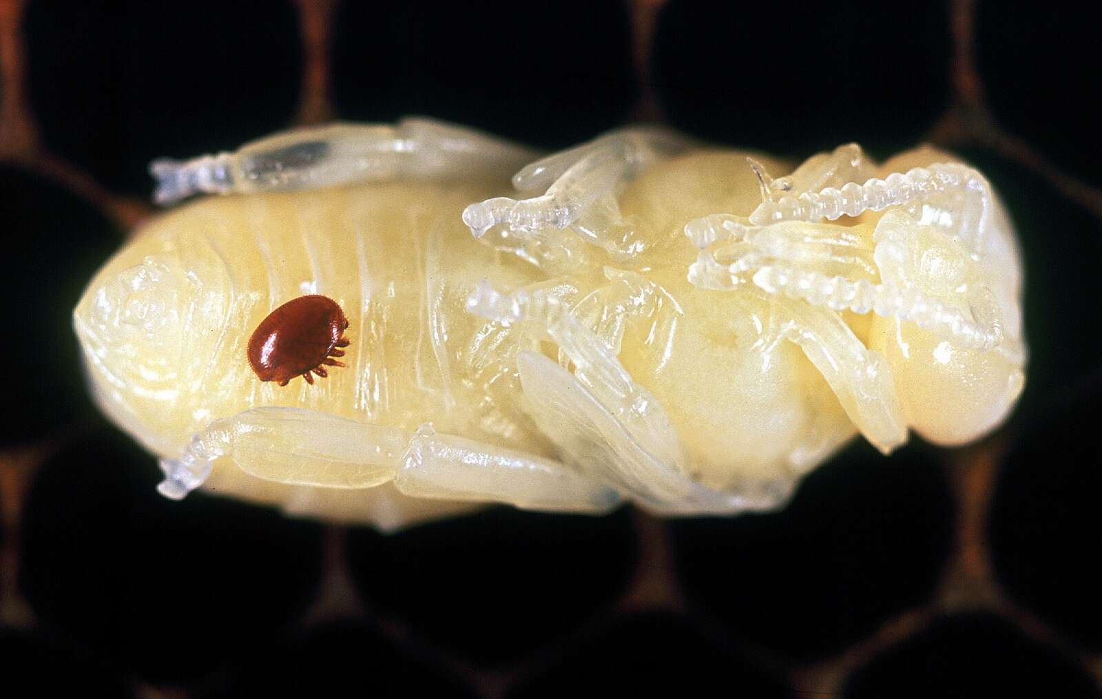 Reporting varroa mite remains vital | Country News