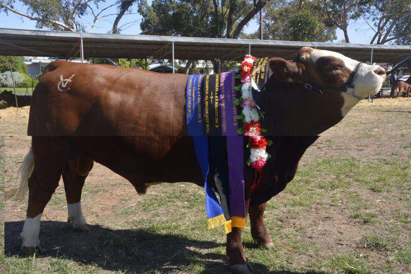 Beefed-up festival showcases cattle and junior handlers | Country News