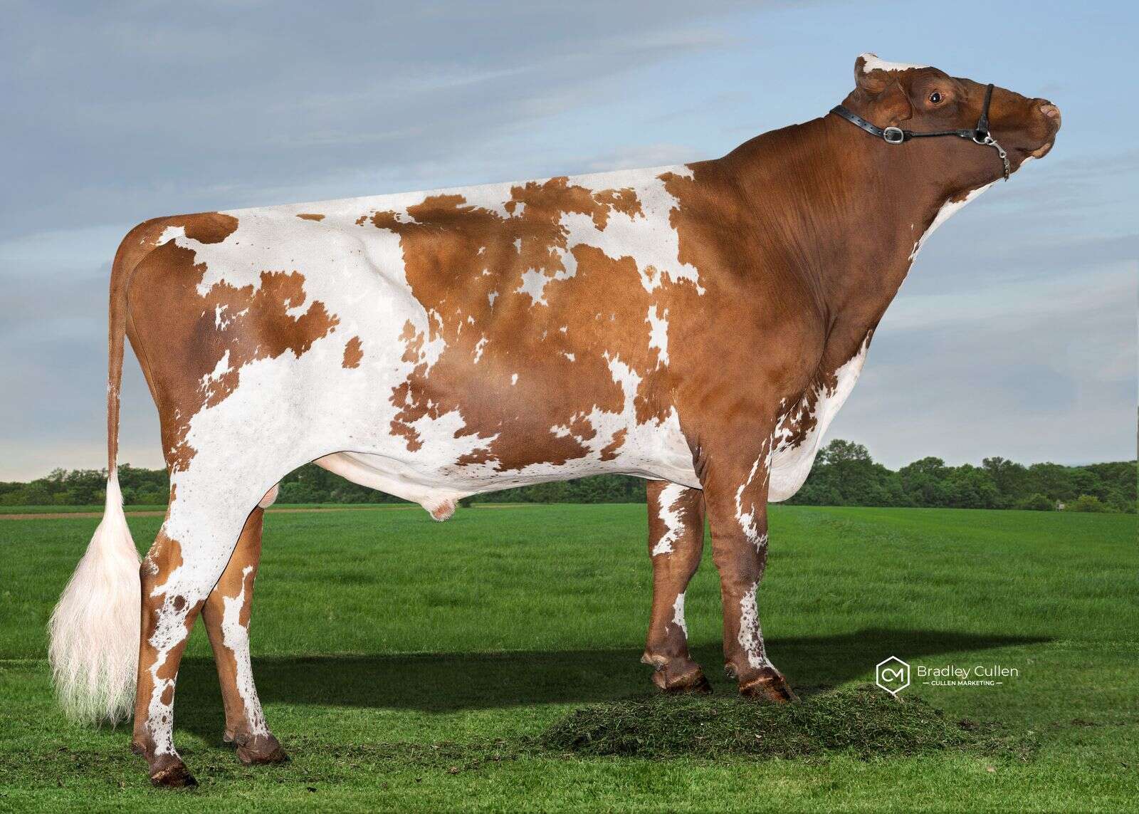 New bulls, new opportunities | Dairy News Australia