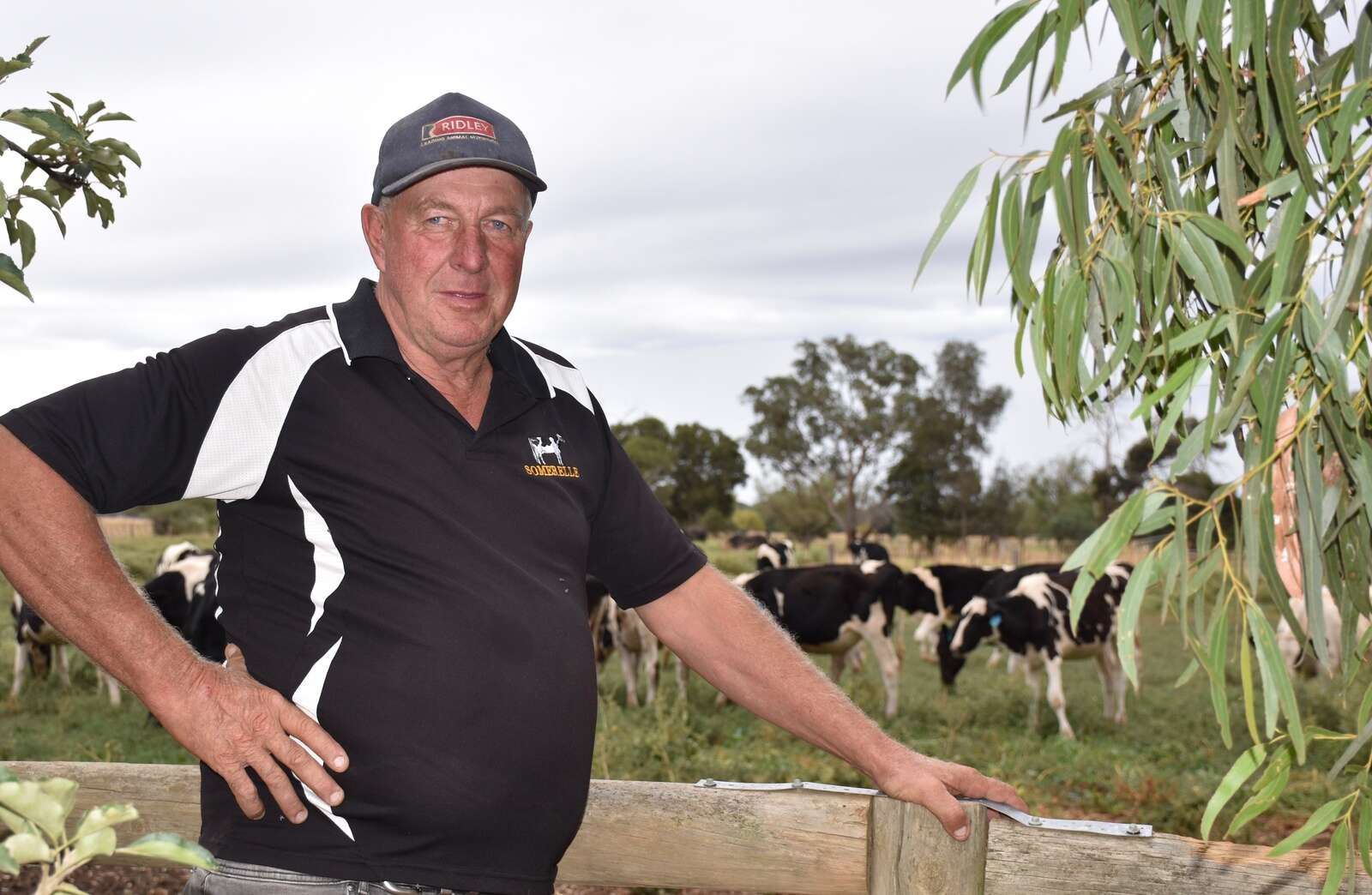 Let’s talk about breed societies | Dairy News Australia
