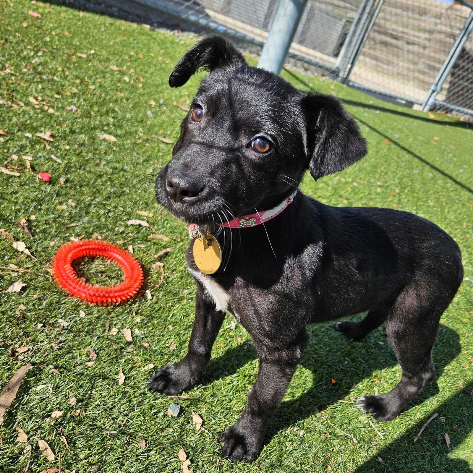 Pet of the Week: Ranger would make the best friend for your family ...