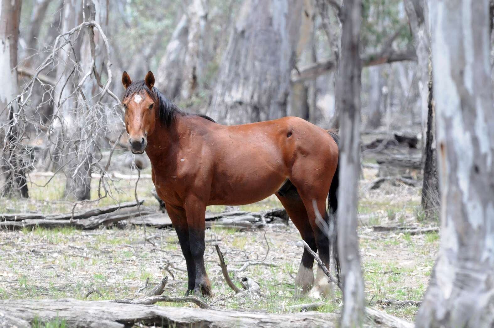 The last of the Barmah brumbies | Secrets in the Barmah forest ...