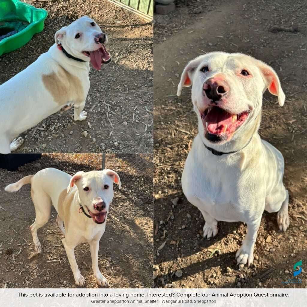 Pet of the week | Angus | Shepparton News