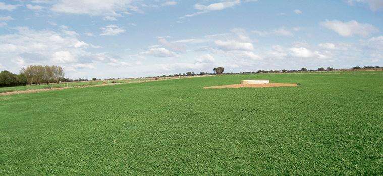 Tips for autumn pasture | Dairy News Australia