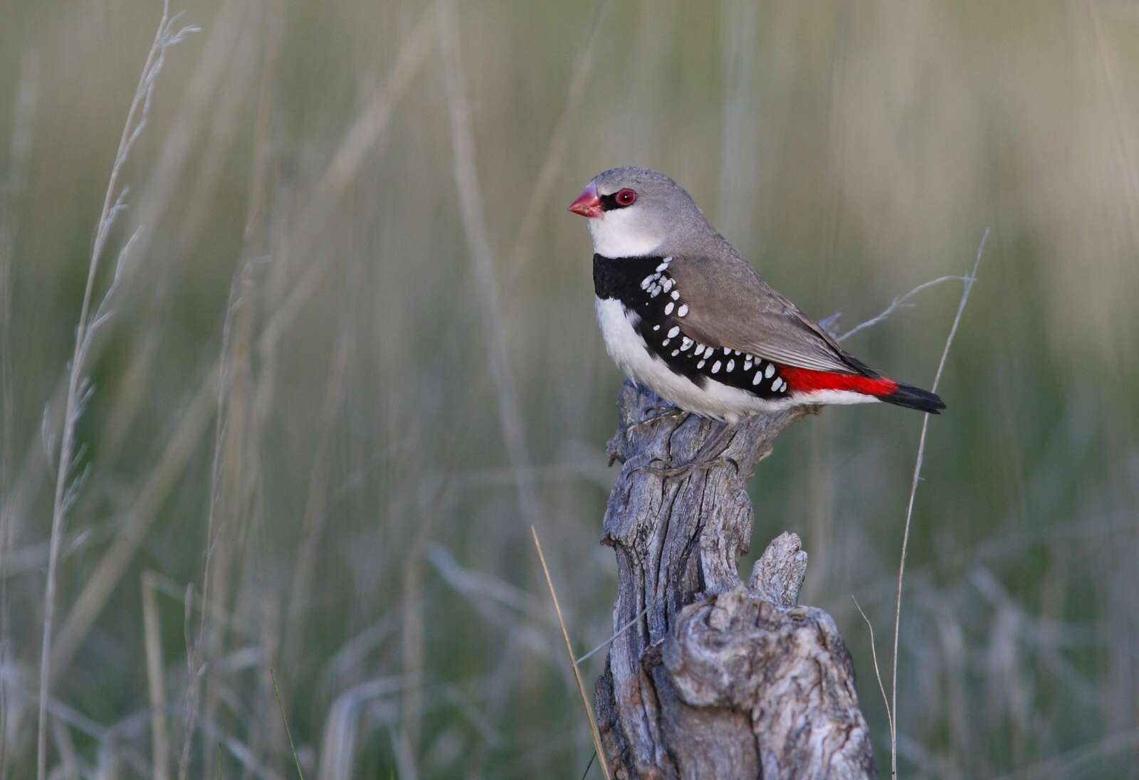 Keep an eye out for the fascinating firetail | Shepparton News