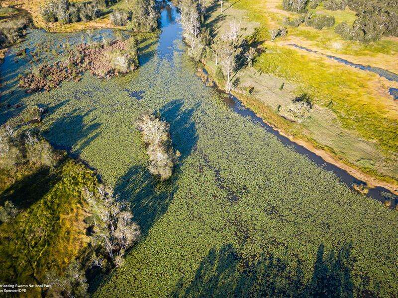 NSW 'underwater forests' to cut emissions | Benalla Ensign