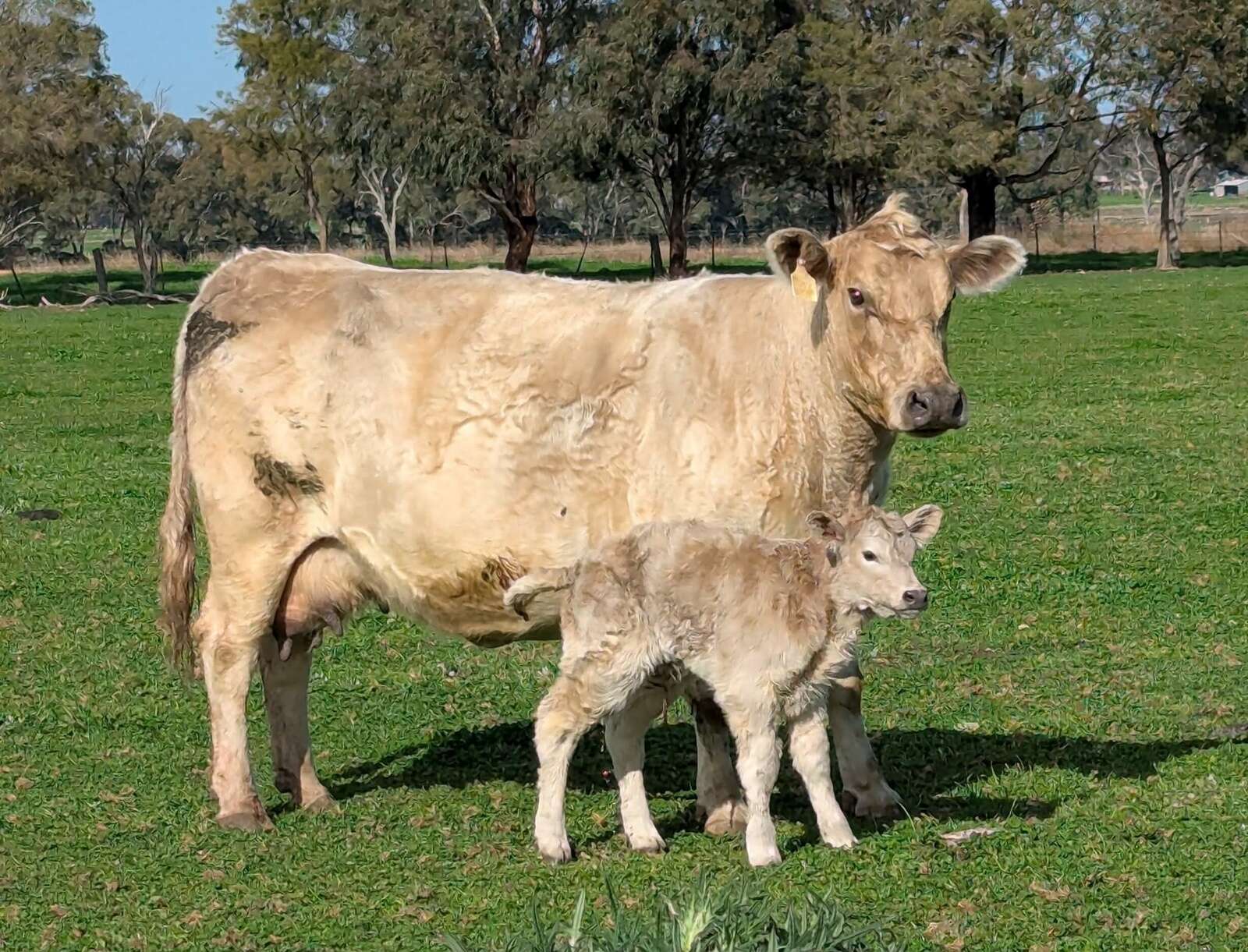 Murray Grey cattle triumph at shows | Country News